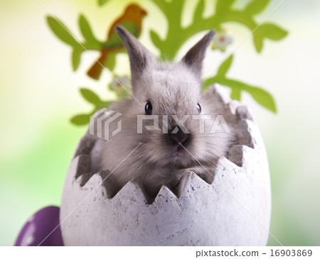 Happy easter, Baby bunny, springtime colorful - Stock Photo [16903869 ...