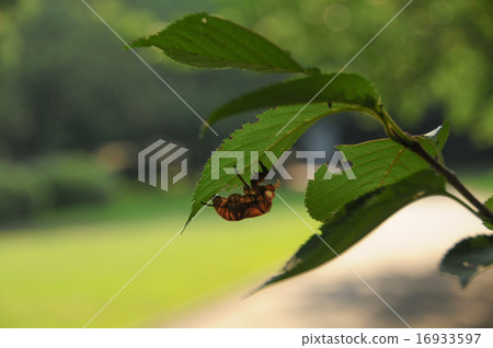 Stock Photo: bug catching, insect catching, summer holiday - Stock ...