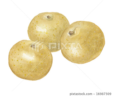 Pear Kosui - Stock Illustration [16987309] - PIXTA