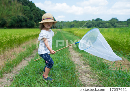 Stock Photo: insect collecting, butterfly net, bug catching - Stock ...