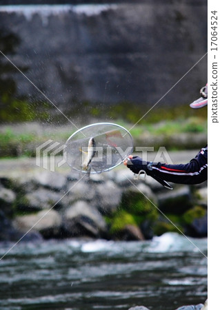 Ayu fishing - Stock Photo [17064524] - PIXTA