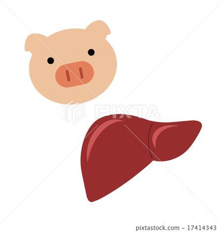 Pork lever - Stock Illustration [17414343] - PIXTA