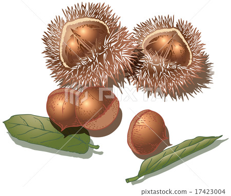 Big chestnut (white background) - Stock Illustration [17423004] - PIXTA