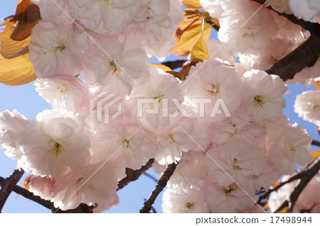 Double cherry tree in full bloom - Stock Photo [17498944] - PIXTA