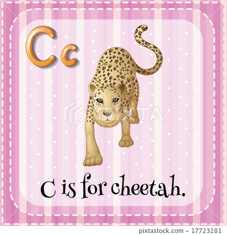 Flashcard letter C is for cheetah - Stock Illustration [17723281] - PIXTA