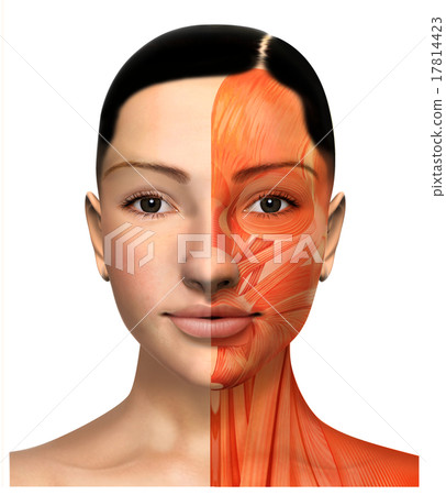 Female frontal face half muscle - Stock Illustration [17814423] - PIXTA