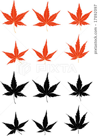 Momiji - Stock Illustration [17892097] - PIXTA
