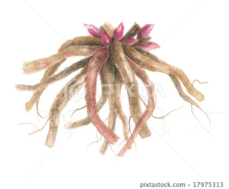 Root of peony root - Stock Illustration [17975313] - PIXTA