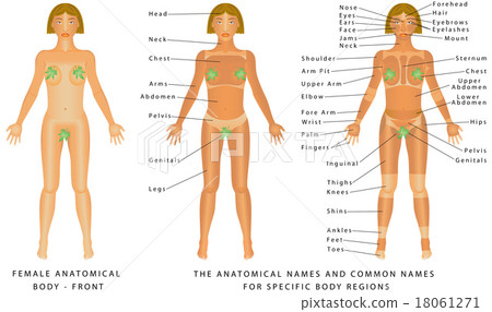 Female body - Front - Stock Illustration [18061271] - PIXTA