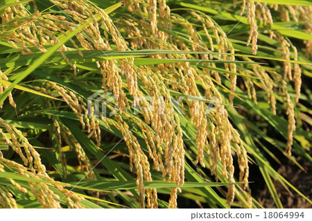 Rice Panicle