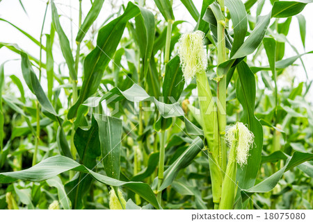 corn in the fields, corn farm, corn on tree - Stock Photo [18075080 ...