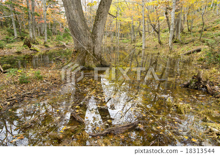 Stock Photo: japan rail hokkaidou, senmo line, internal-combustion car ...