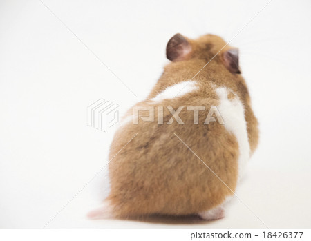 Golden hamster back behind - Stock Photo [18426377] - PIXTA