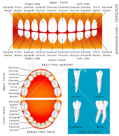 Anatomy of children teeth - Stock Illustration [18482428] - PIXTA