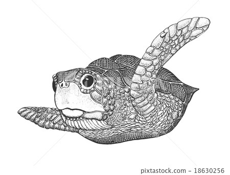 Sea Turtle Engraving Illustration - Stock Illustration [18630256] - PIXTA