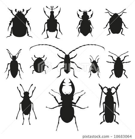 Colorful insects vector biology collection - Stock Illustration ...