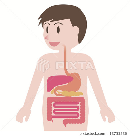 Human digestive system image illustration - Stock Illustration ...