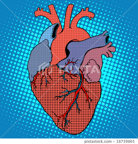 Anatomy human heart retro style - Stock Illustration [18739865] - PIXTA