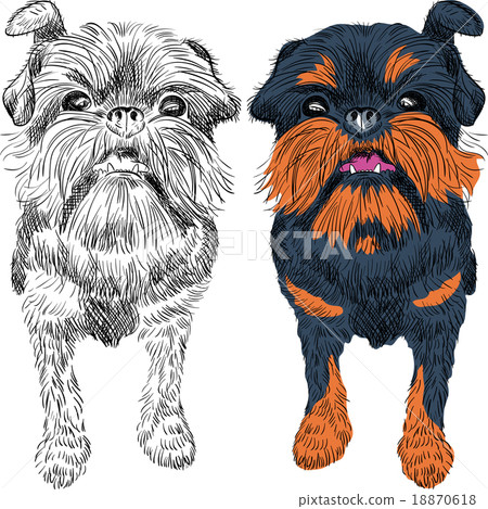 vector sketch red dog Brussels Griffon breed -插圖素材 [18870618] - PIXTA圖庫