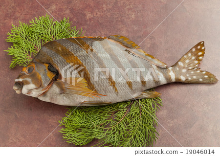 Stock Photo: porgy, grilled or broiled with salt, boiled and seasoned ...