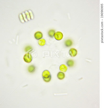 Fresh water microorganism (micrograph) - Stock Photo [19096995] - PIXTA