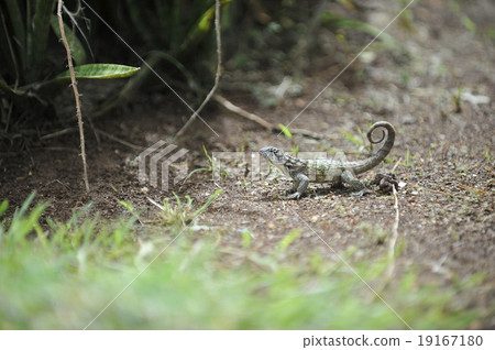 Common grey lizard. - Stock Photo [19167180] - PIXTA