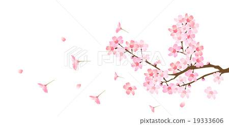 Sakura spring flower background - Stock Illustration [19333606] - PIXTA