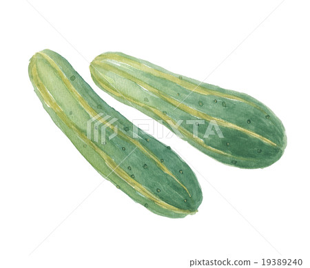 Kaga's thick cucumber - Stock Illustration [19389240] - PIXTA