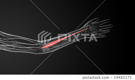 medical illustration of the flexor carpi radialis - Stock Illustration ...