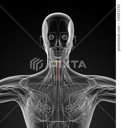 Cervical interspinal muscle - Stock Illustration [19483232] - PIXTA