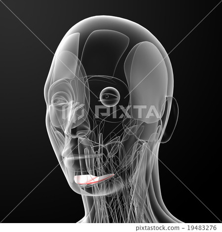 medical illustration of the Mylohyoideus - Stock Illustration [19483276 ...