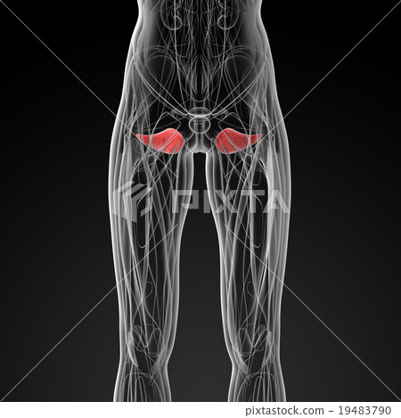 medical illustration of the obturator externus - Stock Illustration ...