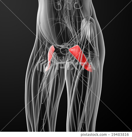 medical illustration of the pectineus - Stock Illustration [19483816 ...
