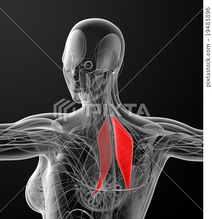 medical illustration of the Rhomboideus - Stock Illustration [19483896 ...
