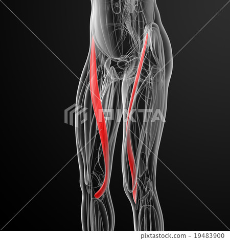 medical illustration of the sartorius-插圖素材 [19483900] - PIXTA圖庫