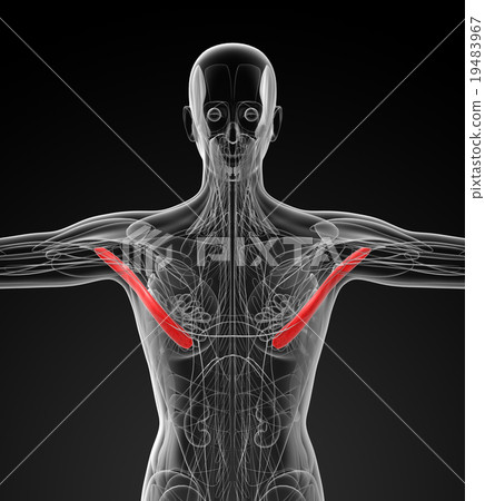 medical illustration of the teres major - Stock Illustration [19483967 ...