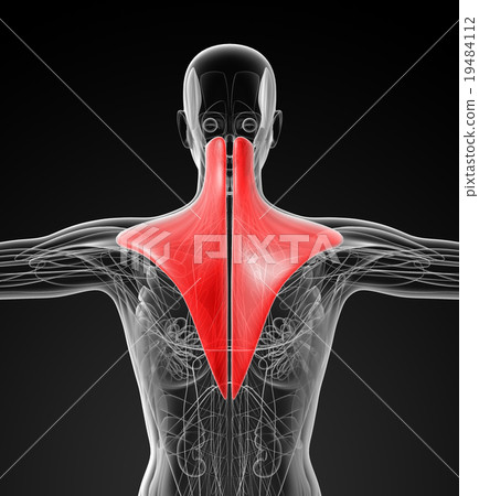 medical illustration of the trapezius - Stock Illustration [19484112 ...