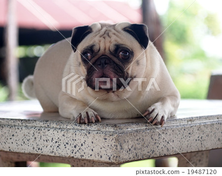 white cute lovely fat pug dog laying on a table - Stock Photo [19487120 ...