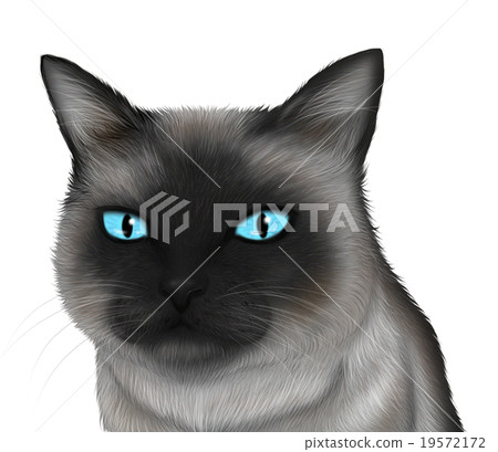 Realistic sham cat illustration - Stock Illustration [19572172] - PIXTA