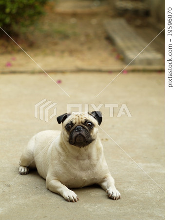 lovely cute fat white pug dog playing outdoor - Stock Photo [19596070 ...