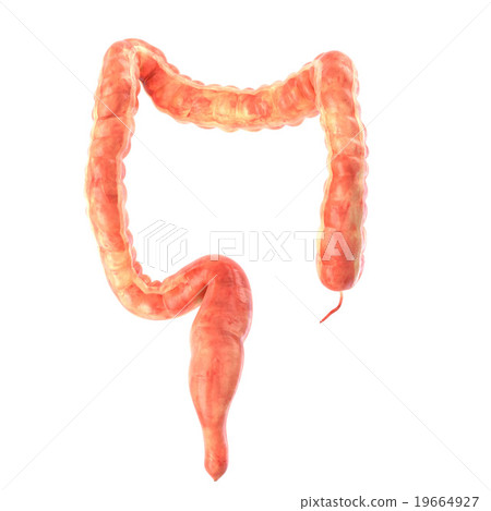 Human intestine on white background - Stock Illustration [19664927] - PIXTA