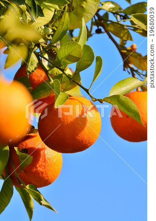 Fruit of a dai dai - Stock Photo [19680039] - PIXTA