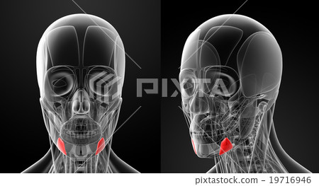 medical illustration of the depressor anguli oris - Stock Illustration ...