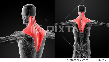 medical illustration of the trapezius - Stock Illustration [19716947 ...