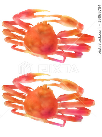 Vivid snow crab (medium size set) - Stock Illustration [19869784] - PIXTA