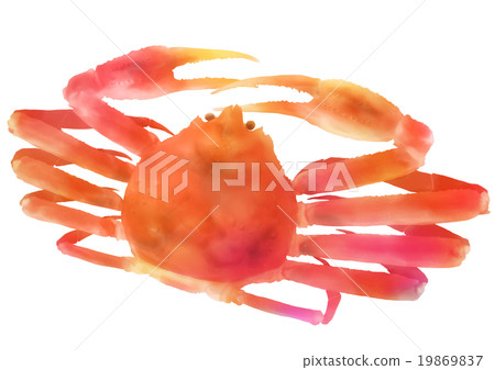 Brilliant snow crab - Stock Illustration [19869837] - PIXTA