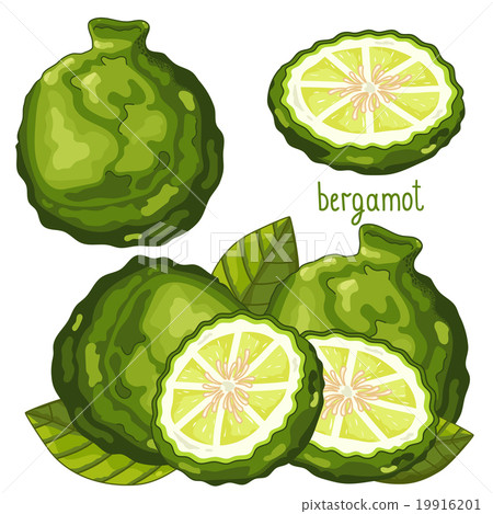 Bergamot Isolated, Vector. - Stock Illustration [19916201] - PIXTA