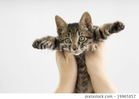 A cat lifted up - Stock Photo [19965857] - PIXTA