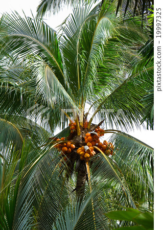 coconuttree,oonutjuie,oonum_大山谷图库