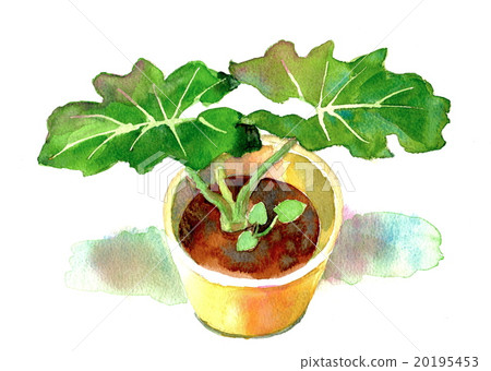 Serome - Stock Illustration [20195453] - PIXTA